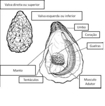 Ostra :: Ostra do Sado - A Angulata em Estado Selvagem!