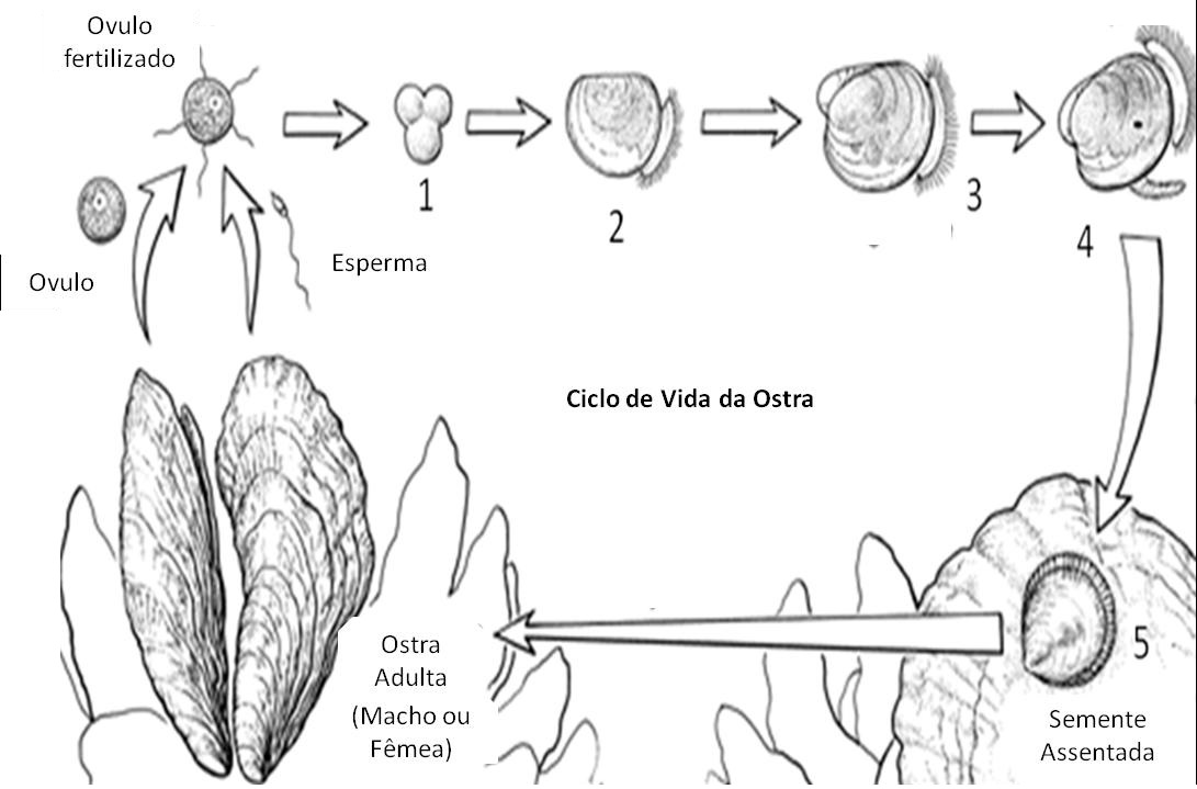 Ostra :: Ostra do Sado - A Angulata em Estado Selvagem!